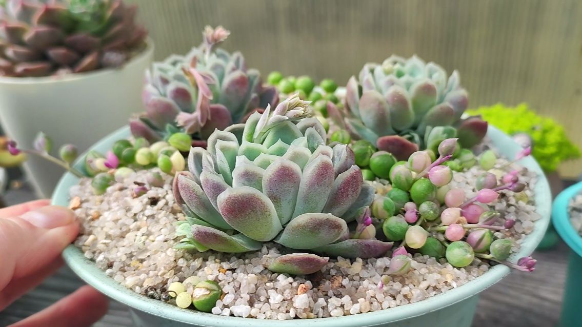 Пересадка эхеверии элеганс. Разговор про грунт