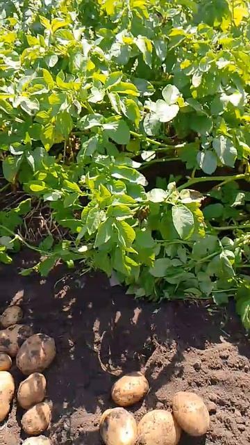 6 августа. Выкопка кустов. Сорт Метеор