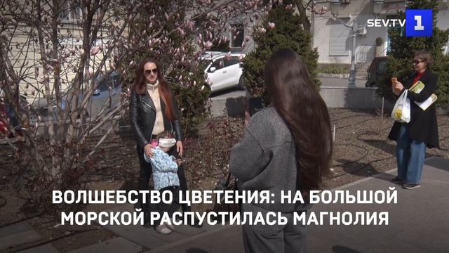 Волшебство цветения: на Большой Морской распустилась магнолия
