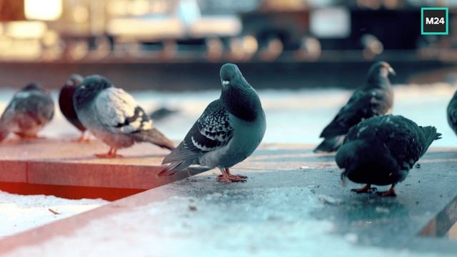 Москва крупным планом | О Москве с любовью