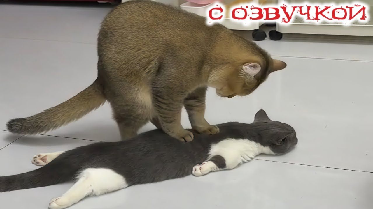 ПРИКОЛЫ С КОТАМИ! - С ОЗВУЧКОЙ! Самые смешные животные! СМЕШНЫЕ КОТЫ!