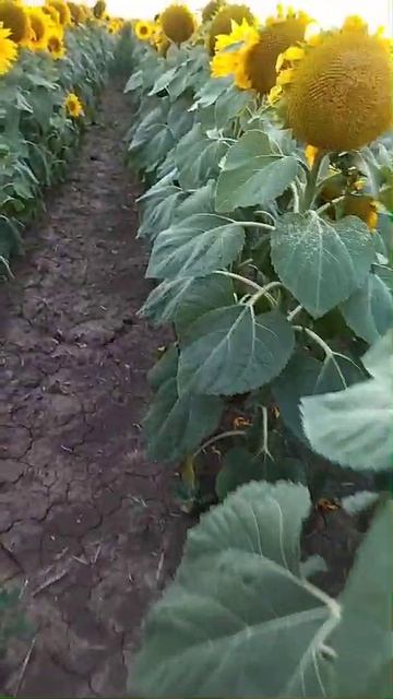 Визуальный эффект Синерджи на подсолнечнике