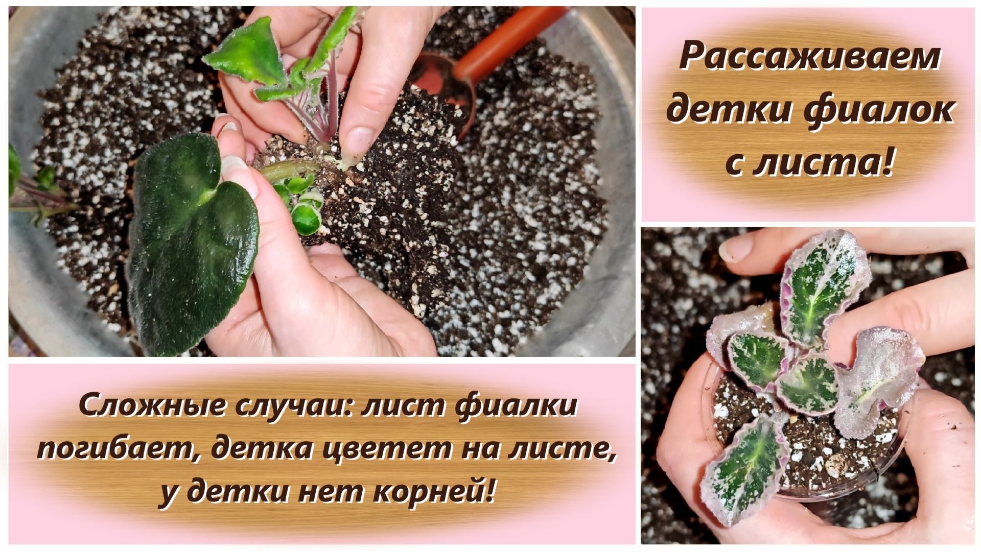 Рассаживаем детки фиалок с листа!