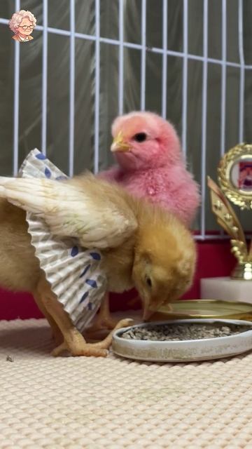 Писк моды (2)