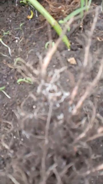 Микориза на корнях