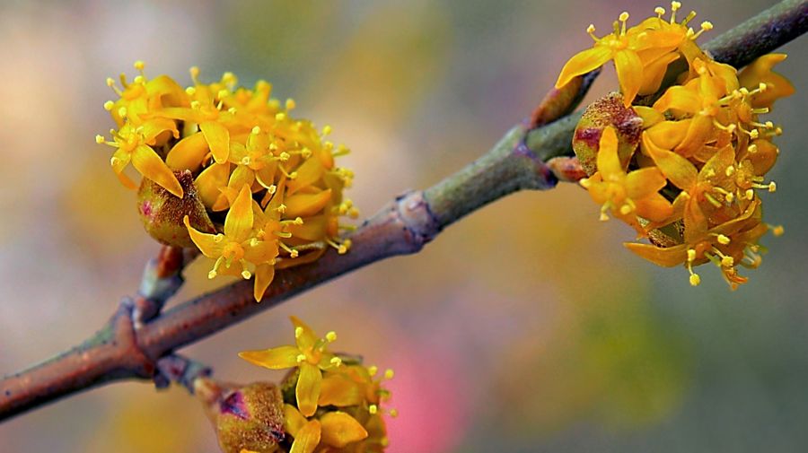 Цветет кизил.