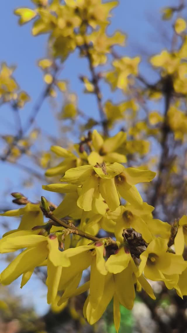 🌿🍃🌸18 марта НА КУБАНИ. ЦВЕТЕТ ФОРЗИЦИЯ (ФОРСАЙТИЯ). ВЕГЕТАТИКА РАСТЕНИй и природы