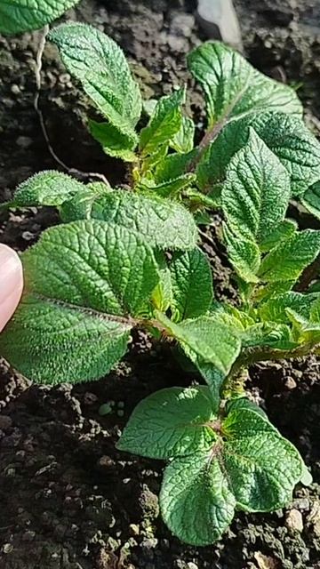 Картошка за неделю вырос заметно)