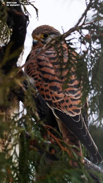Пустельга на фоне неба. Ленинградский зоопарк