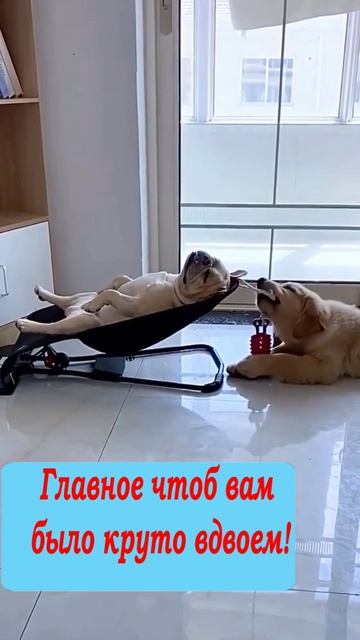 Юмор 5 звезд - #юмор #смешно #ржач #прикол #анекдот #веселоевидео