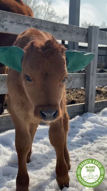 Для маленького Мукунды подготовили важную обновку — мягкие «варежки» для ушей!
