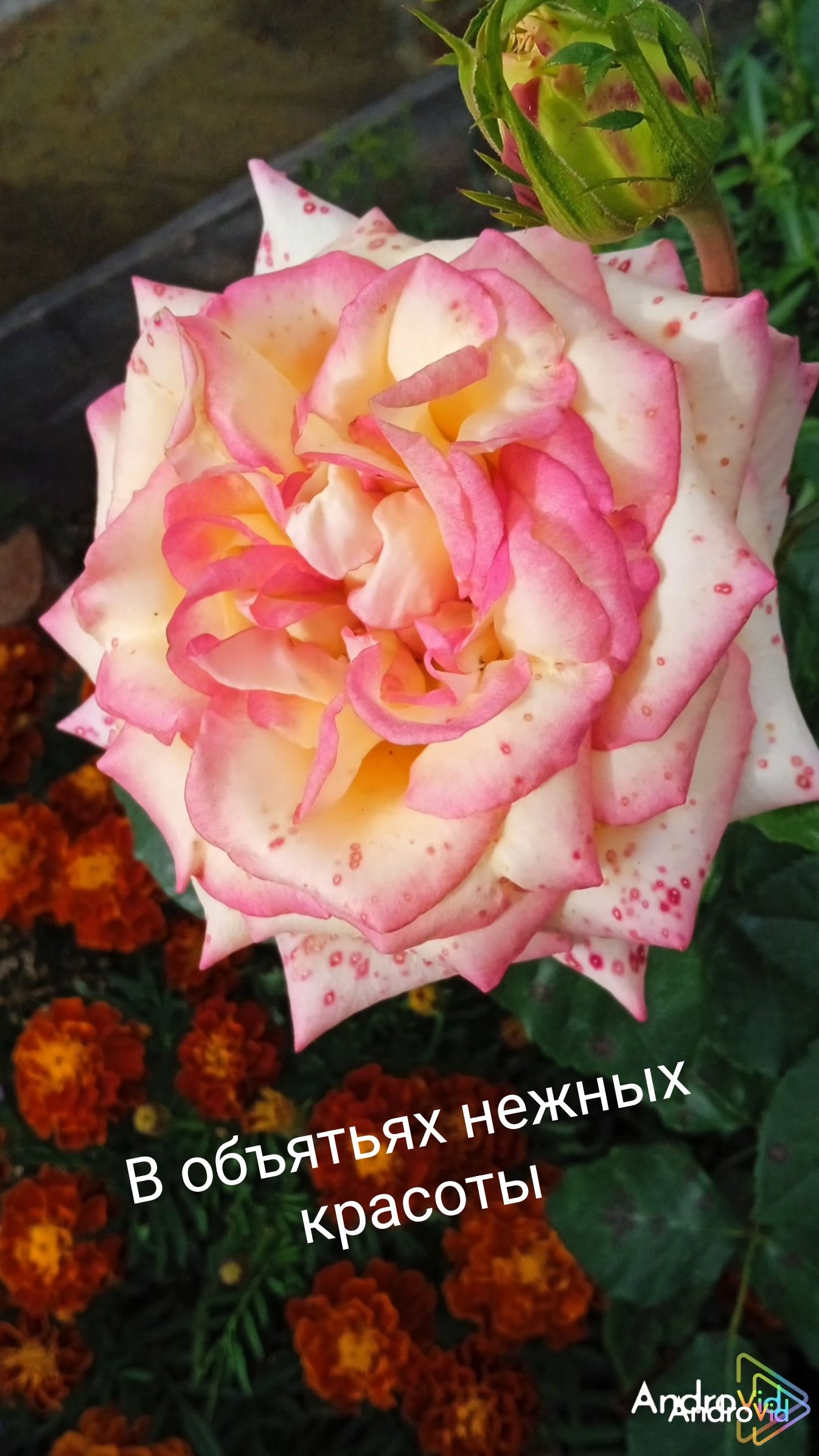 Розовая нежность 😍 19-03-2026