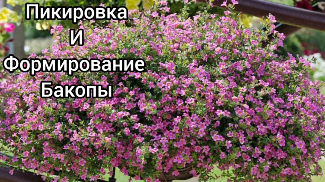 Когда пикировать и формировать БАКОПУ🌺