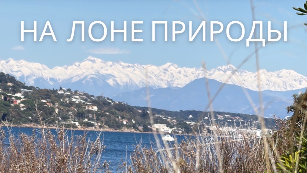 За городом: баклан, цапля, коты и лошадь