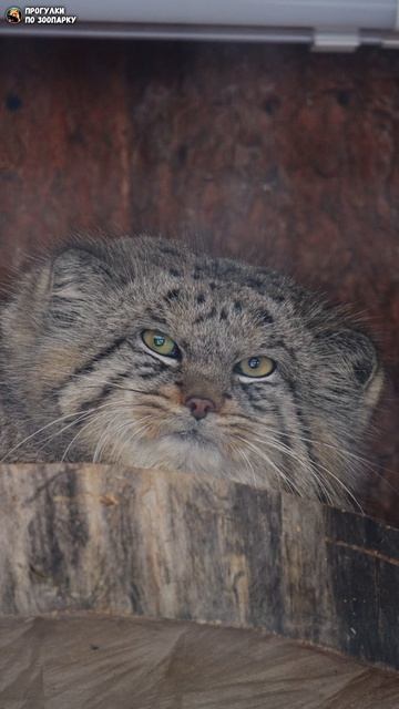 Кто-то мешает спать манулу Шу. Ленинградский зоопарк