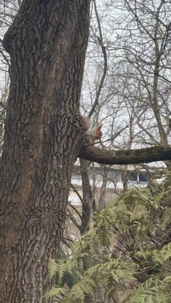 За кулисами весны в Кисловодске - тени, белки и спорт под облаками