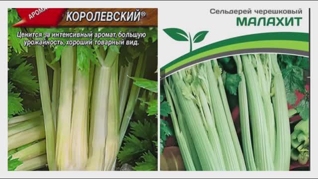 Сельдерей черешковый Малахит, черешково-листовой Королевский. Взошел