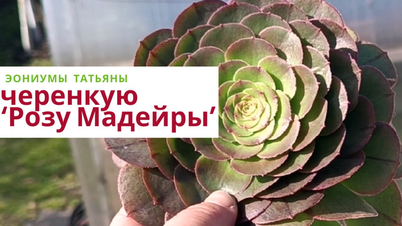 233. Черенкую эониум 'Роза Мадейры'