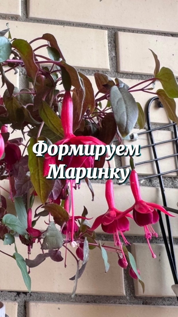 Фуксия Маринка, формируем