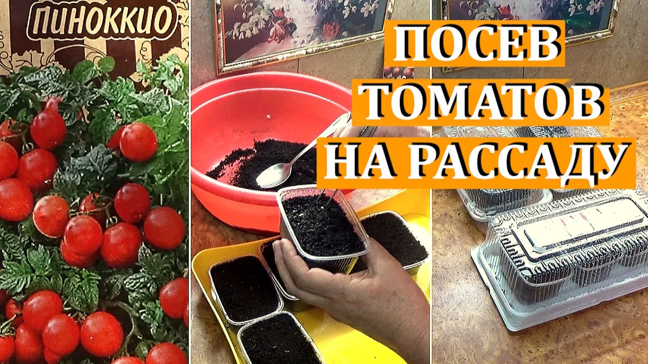 Посев томатов на рассаду Грунт, тара, посев, уход