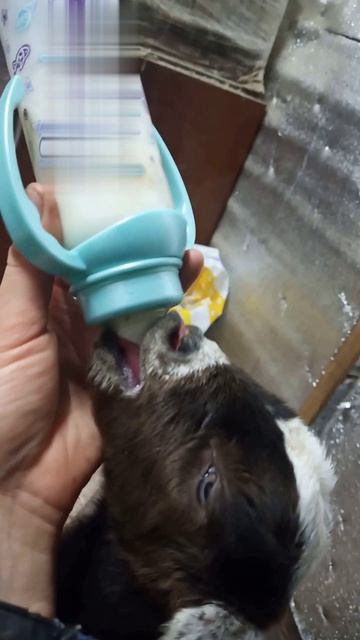 Из бутылки пить непросто