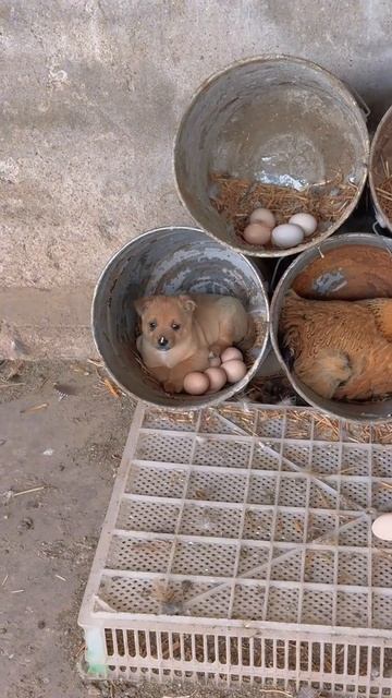 Тоже своего рода курочка