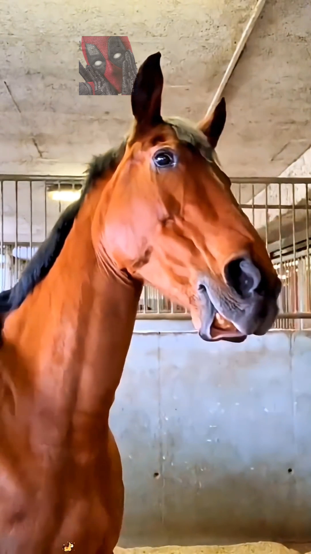 ВСстали-сели, Мы успели, ЗАаскочить на КАарусели 😼🫶😎