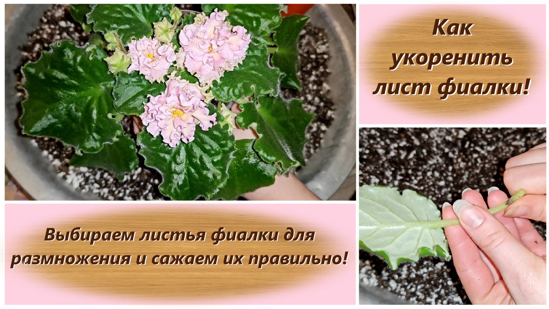 Как укоренить лист фиалки! Выбираем листья фиалки для размножения и сажаем их правильно!