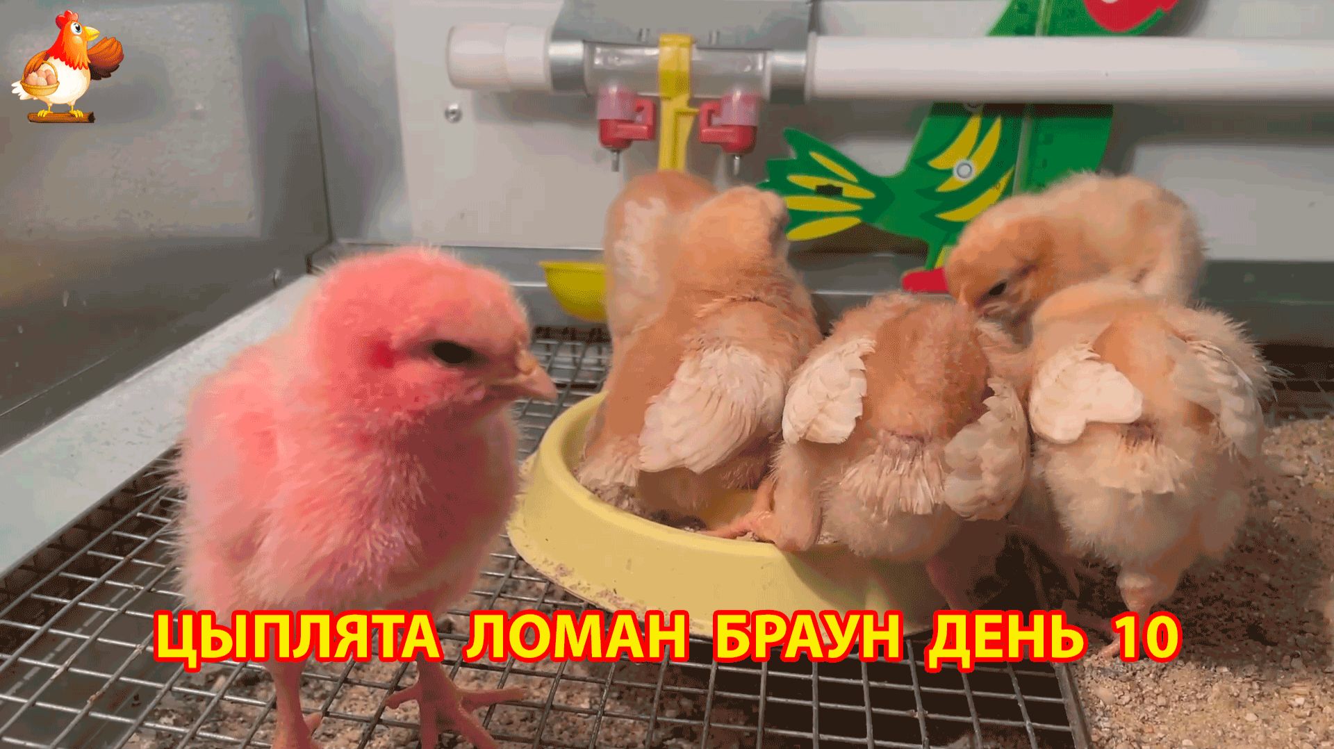 Цыплята Ломан Браун с нуля День 10 - что изменилось за сутки 😄🐥