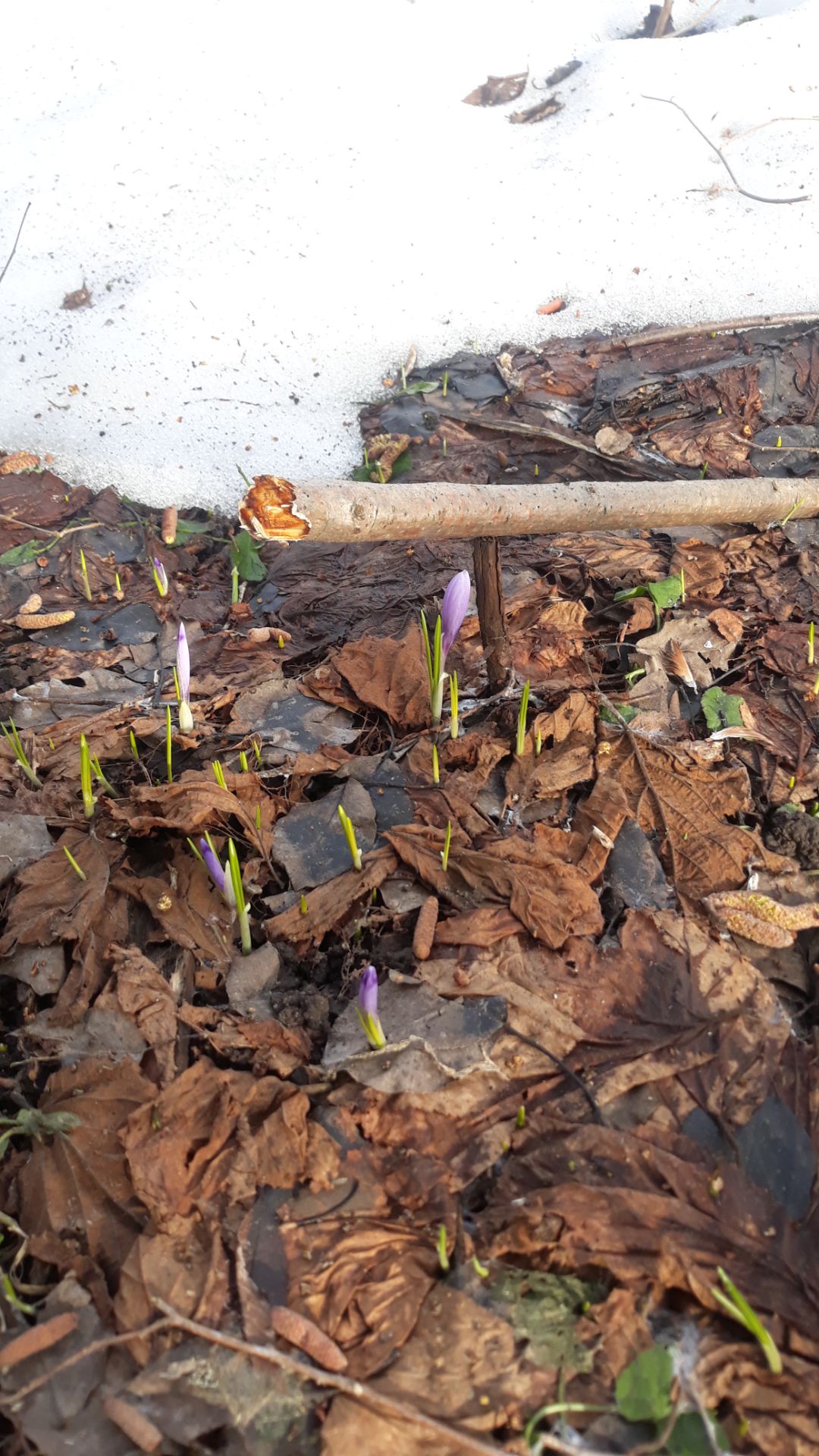 Первые цветы 2026 года.