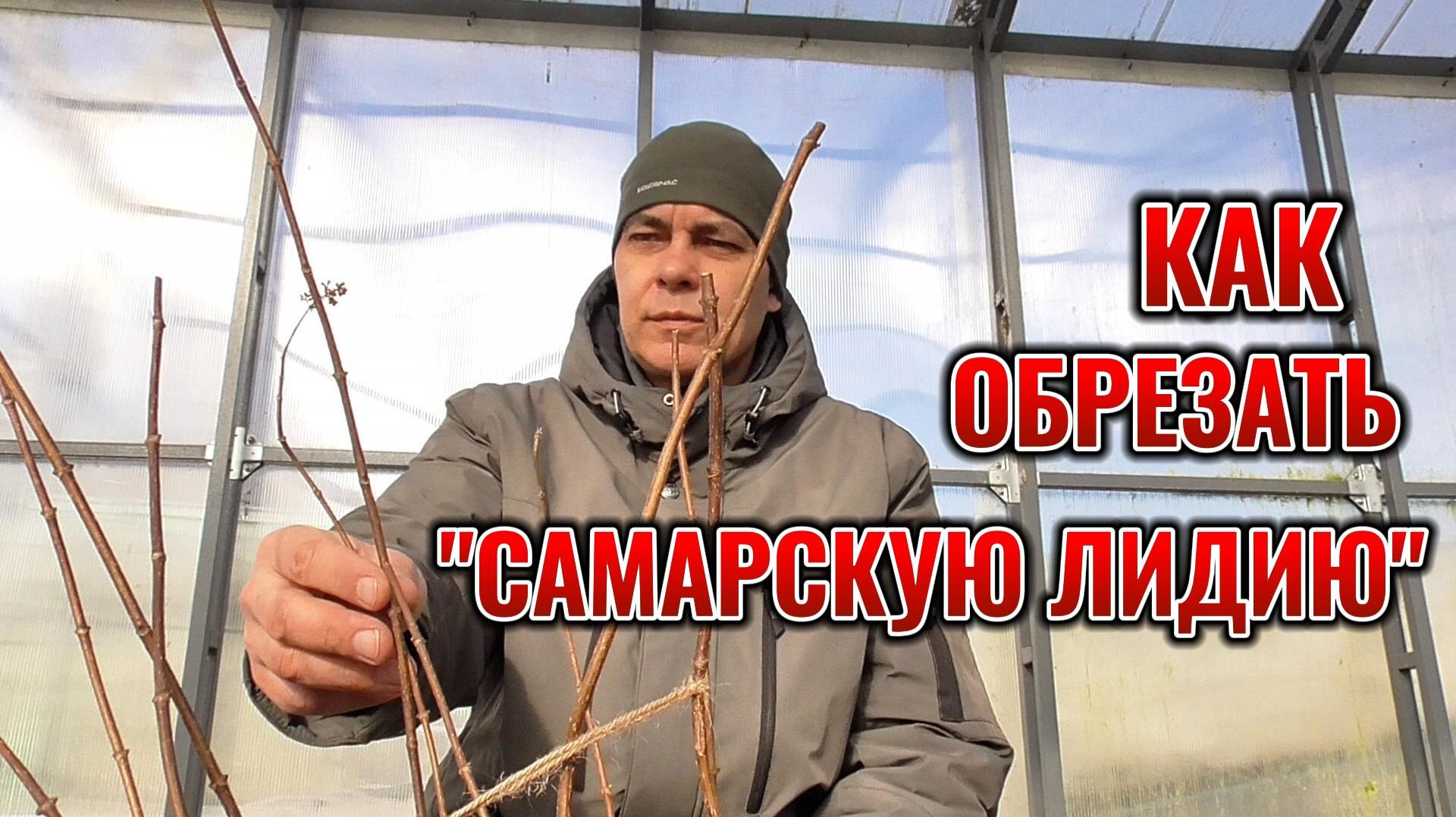 Руководство по обрезке САМАРСКОЙ ЛИДИИ: как обрезать метельчатую гортензию на раннее цветение