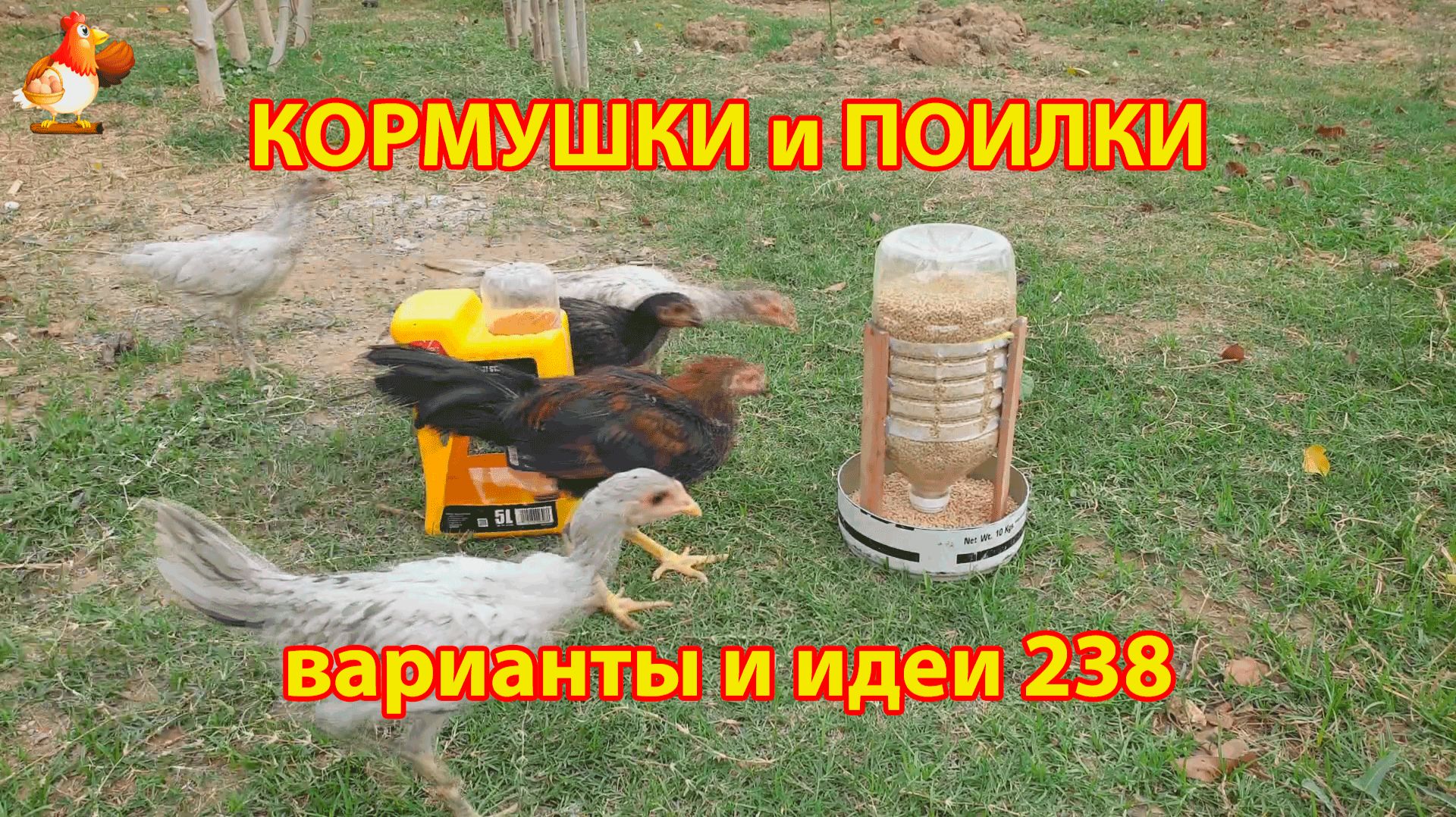 Кормушки и поилки для кур своими руками 238 🪚✂️ Пошаговая инструкция как сделать 🐔 🐓❣️