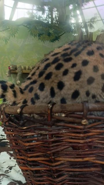 В мире животных.  Выпуск 37.