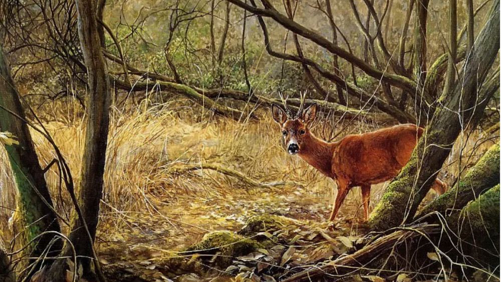 theHunter Classic-угодья Хиршфельден-фазан,лиса,косуля