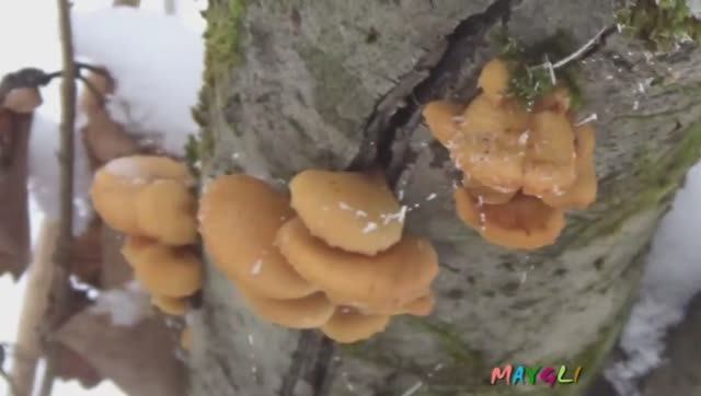 Грибы Зимние Опята и Дрожалки.