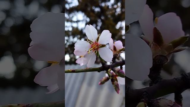 Цветущий миндаль в Крыму-признаки весны.