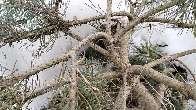 Пересеваю горький 🌶️ .Обзор рассады и огорода.Всходят первые тюльпаны.