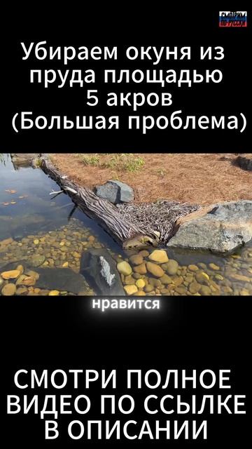 Убираем окуня из пруда площадью 5 акров 🎣🐟 (Большая проблема ⚠️) ЧАСТЬ 6/11