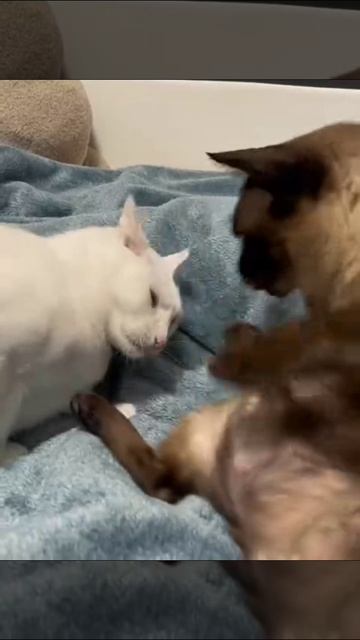 Давно женаты