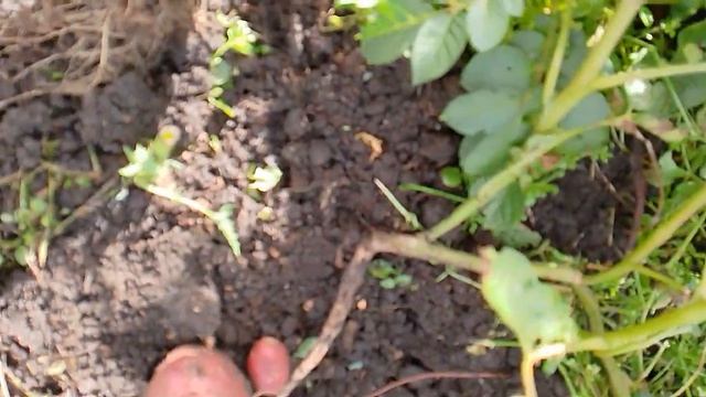 2 августа. Выкопка кустов. Сорт Шарвари-пирошка