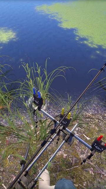 Я знаю где карп на Старом Острогу #рр4