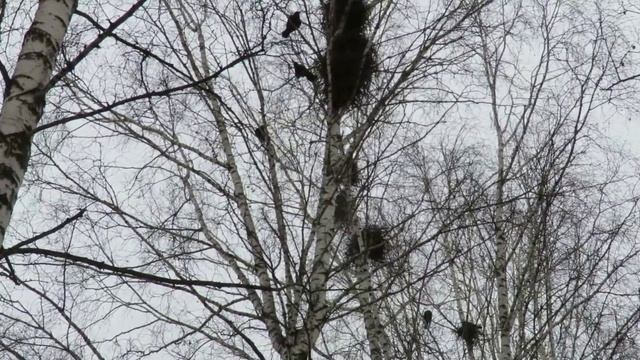 Урааааа! Грачи прилетели сегодня!