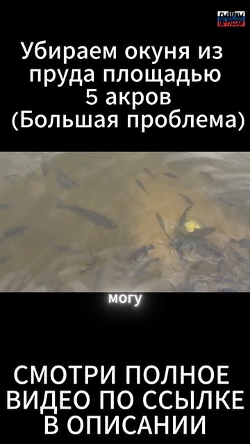 Убираем окуня из пруда площадью 5 акров 🎣🐟 (Большая проблема ⚠️) ЧАСТЬ 5/11