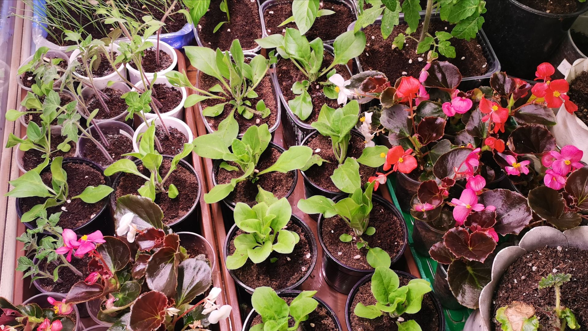 Обзор рассады для огорода на 18 марта! Можно ли с семенами отдать урожай?