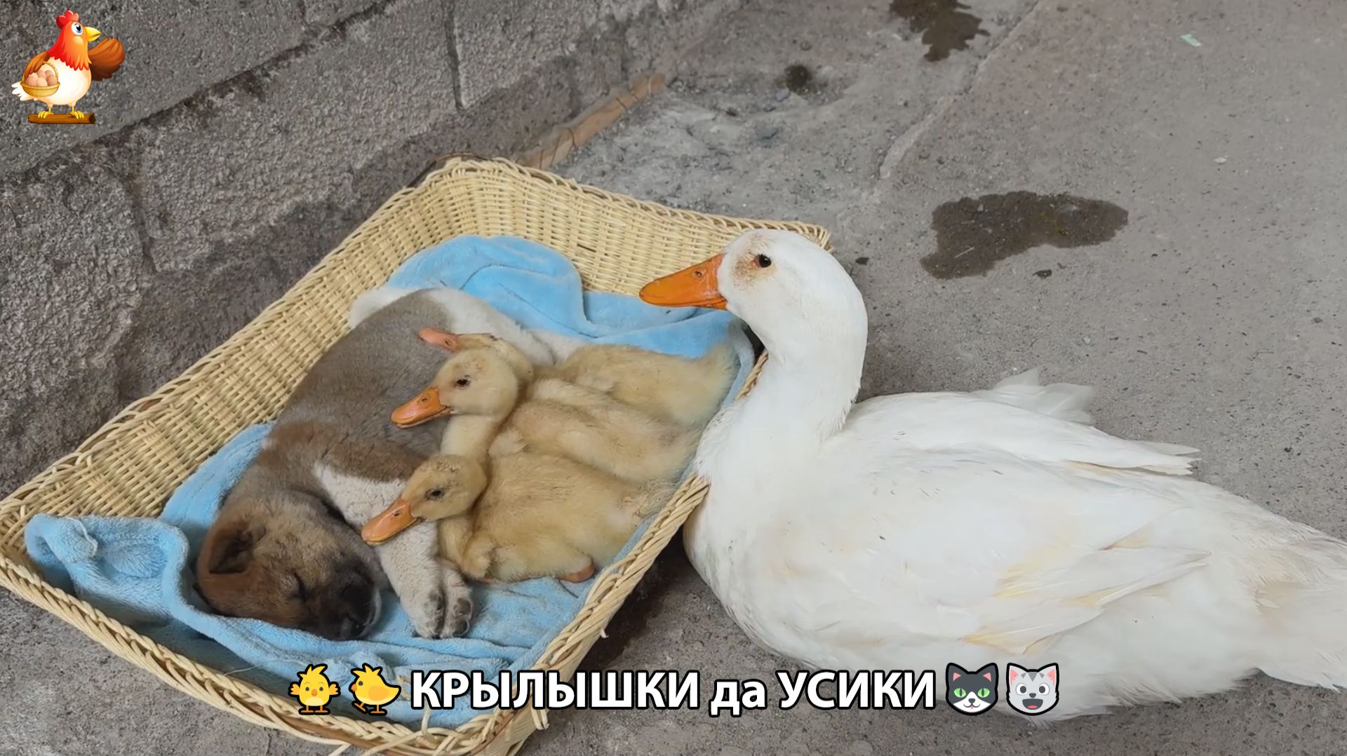 Утята и Цыплята - Кошки и котята, Собаки и щенята 330 Хвостики да Усики ❣️