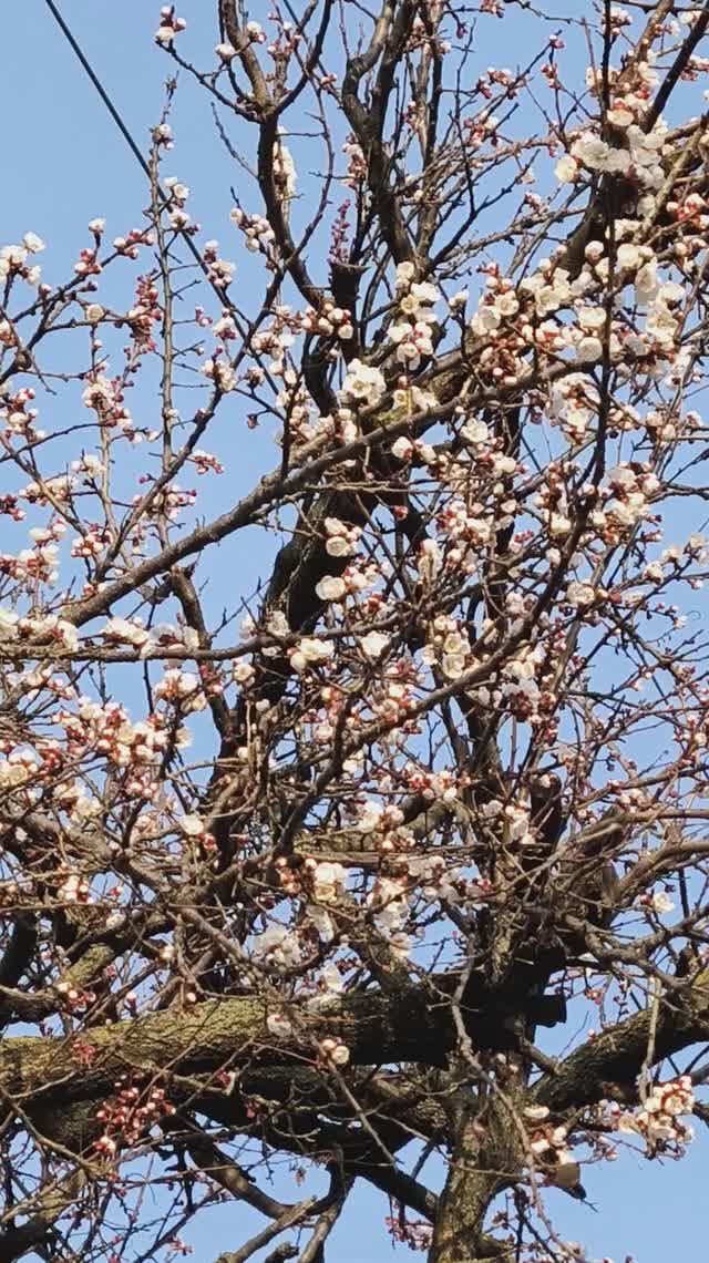 🌿🍃🌸18 марта НА КУБАНИ. ЦВЕТЁТ АБРИКОС🌿🍃🌸 ИЛИ ЯБЛОНЯ ИЛИ СЛИВА! ПРИРОДА  ПРЕОБРАЖАЕТСЯ!