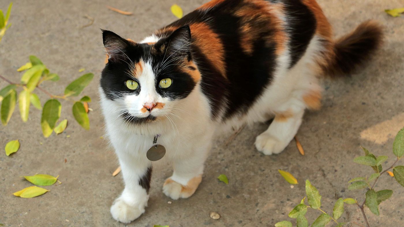 Муся сердится