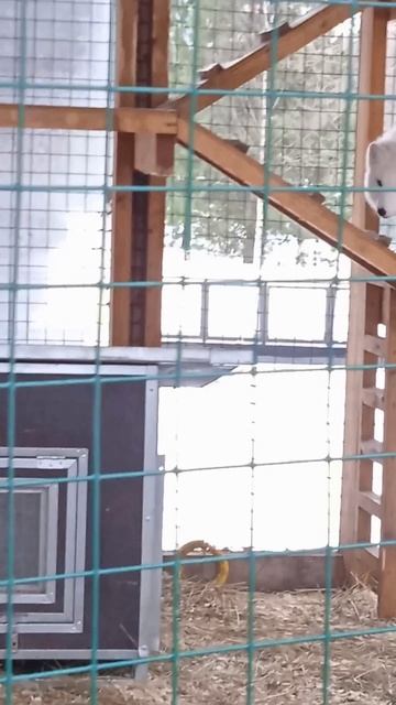 Песец - арктическая лиса