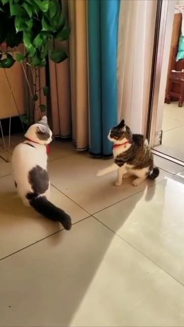 Смешные коты #115-6