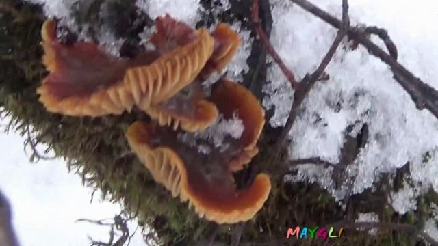 Грибы в декабре зимне опята,  фламмулины.